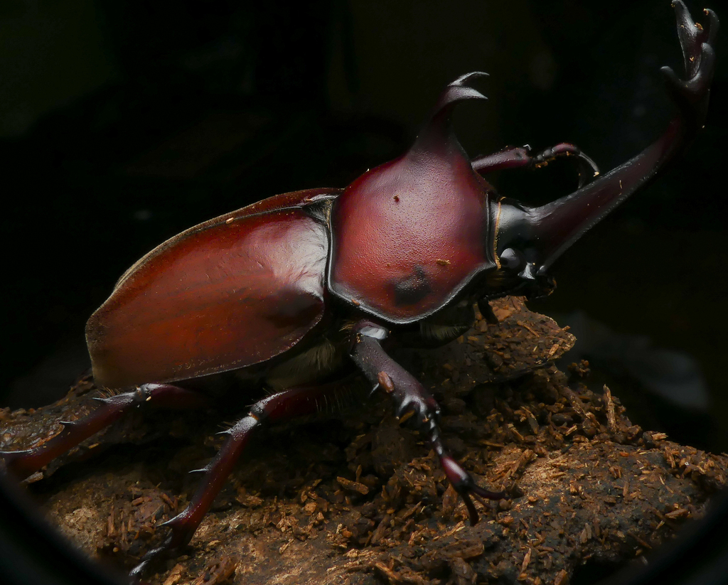 Trypoxylus dichotomus septentrionalis from Higashiyama Ward, Kyoto ...