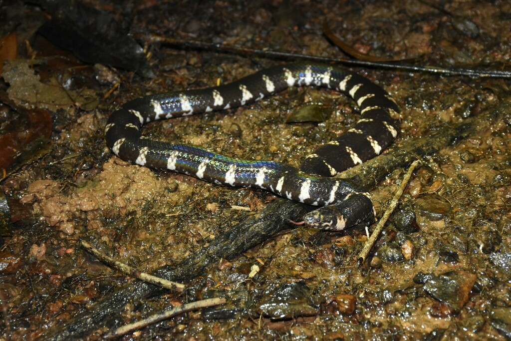 Jodi's pipe snake from Vĩnh Cửu District, Dong Nai, Vietnam on October ...