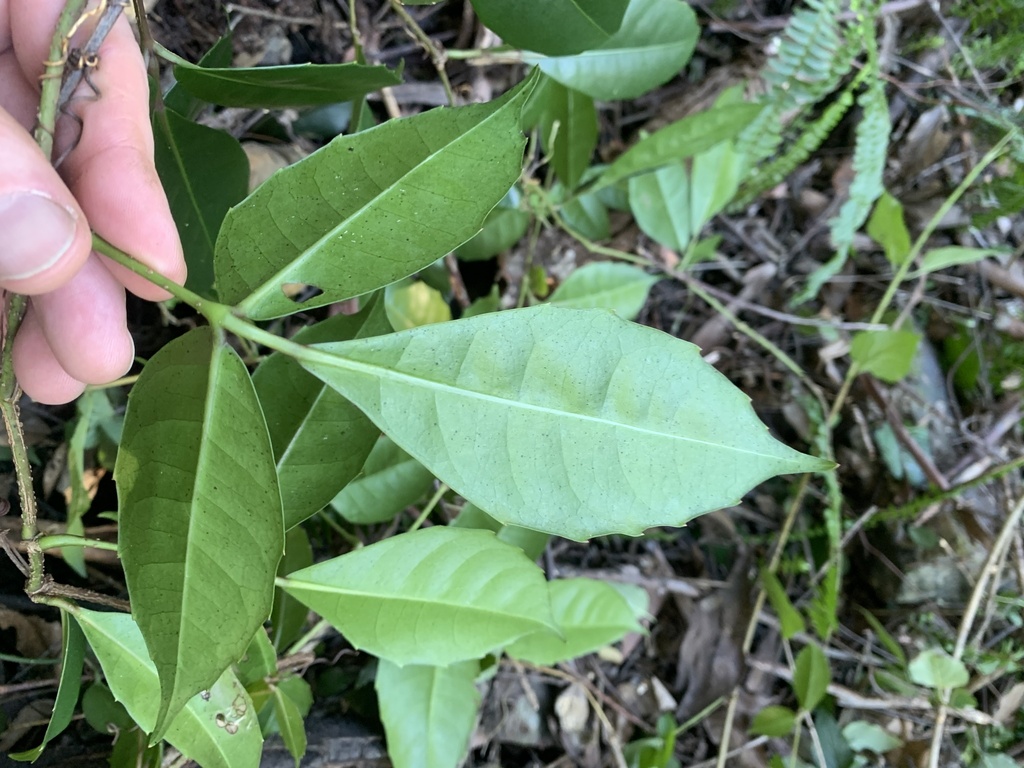 Native Grape from Currumbin Valley, QLD, AU on July 18, 2024 at 11:37 ...