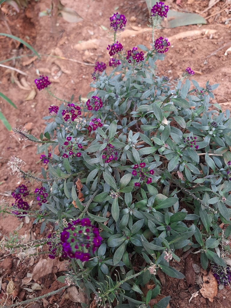 sweet alyssum from eThekwini, ZA-NL, ZA on July 19, 2024 at 03:55 PM by ...