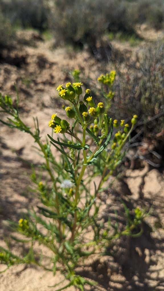 sunflowers, daisies, asters, and allies from Thargomindah QLD 4492 ...