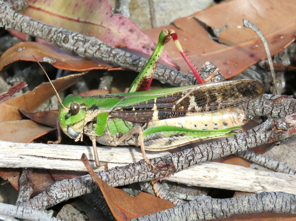 Australian Yellow-winged Locust from Sydney NSW, Australia on January ...