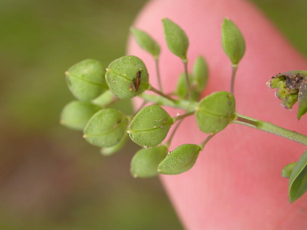clasping pepperweed (Plants of Rosewood Nature Study Area) · iNaturalist