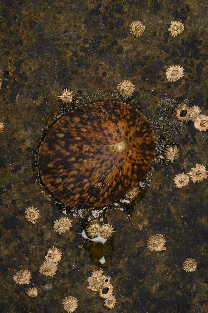 True Limpets from ボルネオ島, サバ, MY on July 22, 2024 at 05:30 PM by KrabX ...