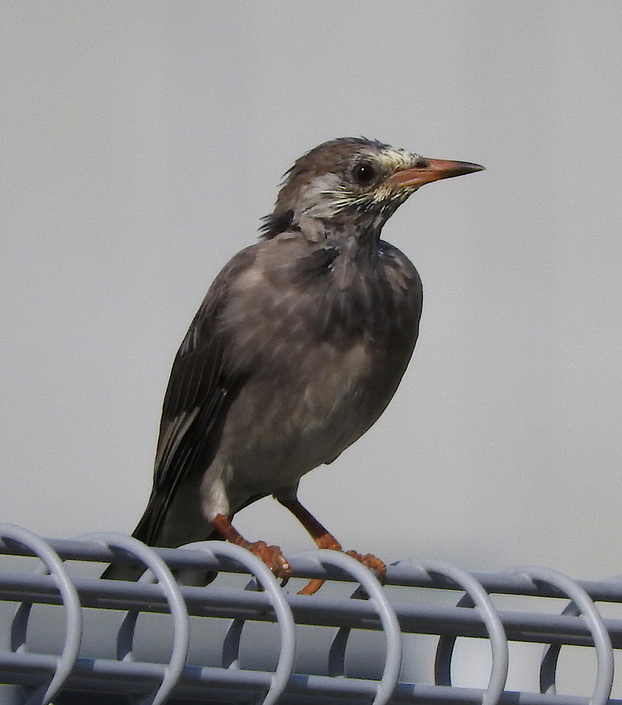 White-cheeked Starling from Korodai Park, 3 Chome-9 中央 Yahatahigashi ...