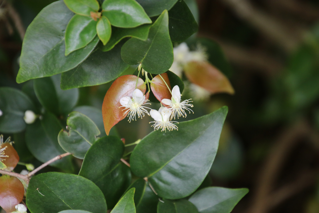 Surinam Cherry from Sandys Parish, Bermuda on February 21, 2019 at 11: ...