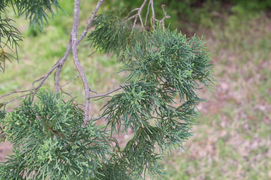 Bermuda juniper in February 2019 by Wayne Godbehere · iNaturalist