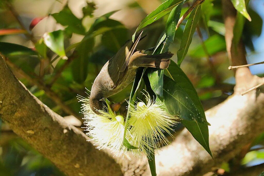 Eungella Honeyeater from Netherdale QLD 4756, Australia on July 21 ...