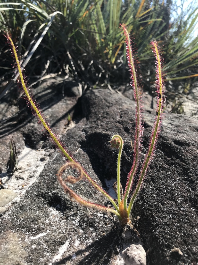 Drosera spiralis from Botumirim, BR-MG, BR on June 4, 2019 at 09:14 AM ...