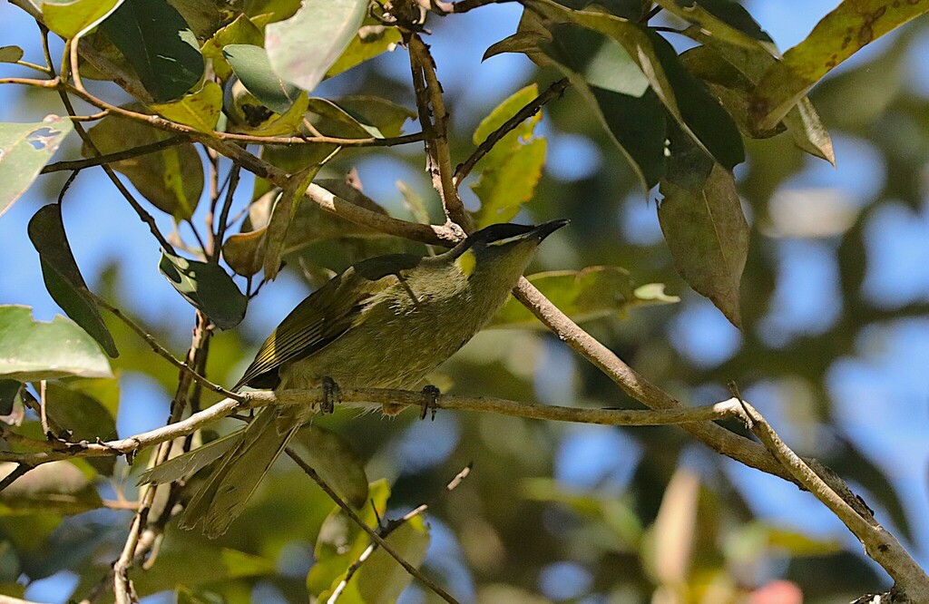 Lewin's Honeyeater from Netherdale QLD 4756, Australia on July 21, 2024 ...