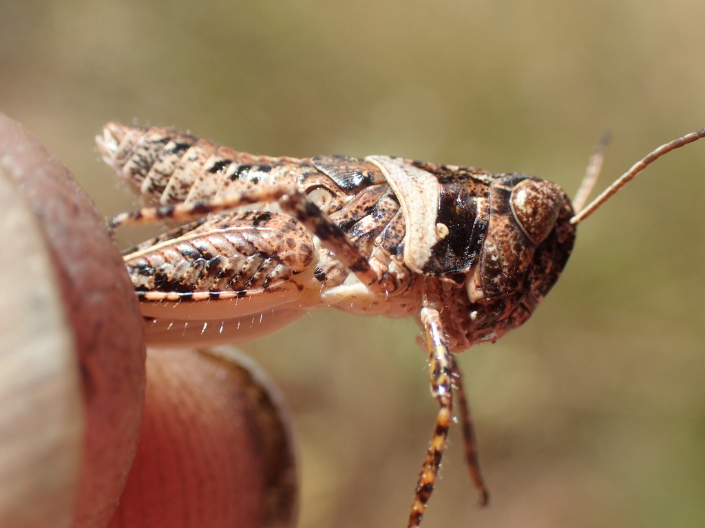 Australian Yellow-winged Locust from Davenport NT 0872, Australia on ...