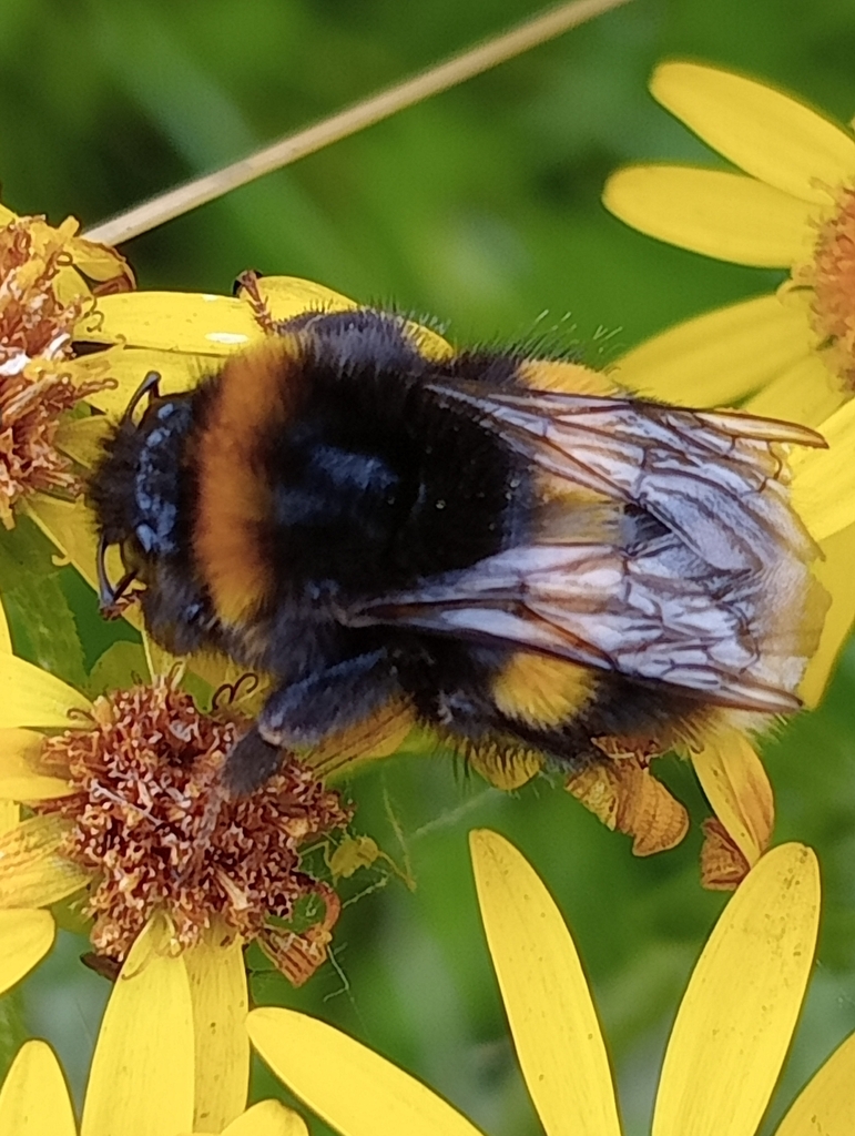 Bumble Bees from York YO1 6HU, UK on July 22, 2024 at 09:34 AM by ...