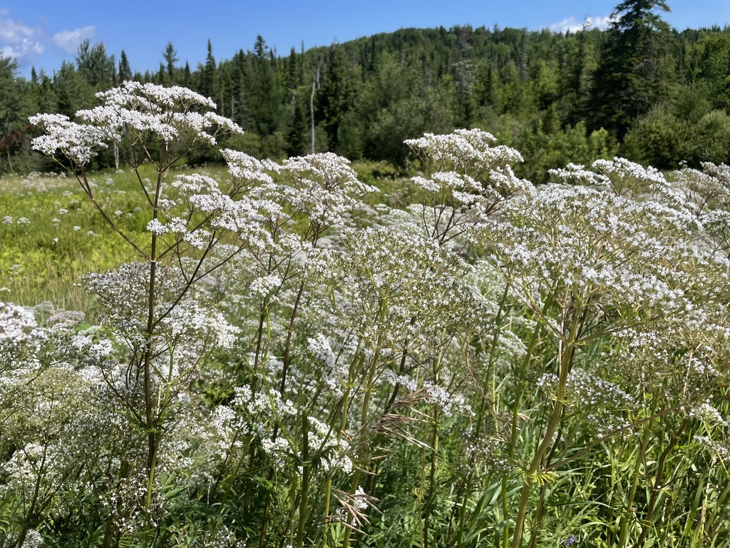 common valerian from Irasburg, VT, USA on July 18, 2024 at 10:44 AM by ...