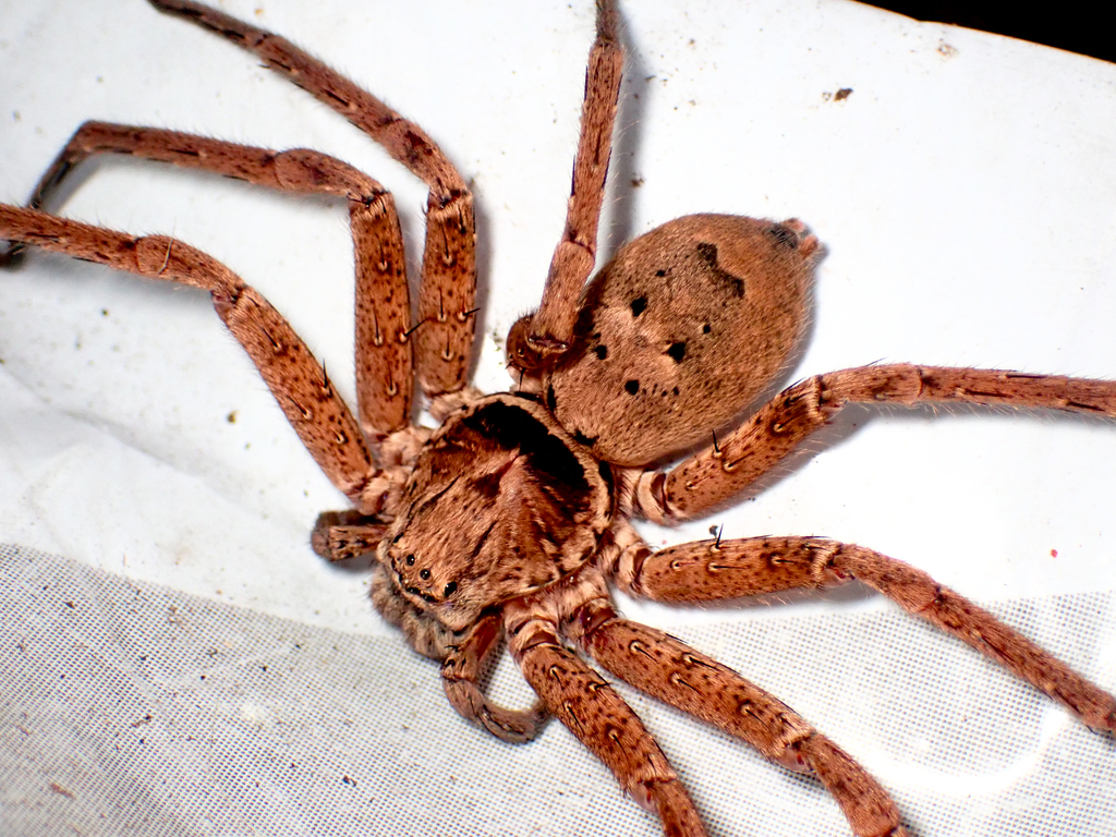 Giant Huntsman Spiders from Narara, NSW, Australia on July 14, 2024 at ...
