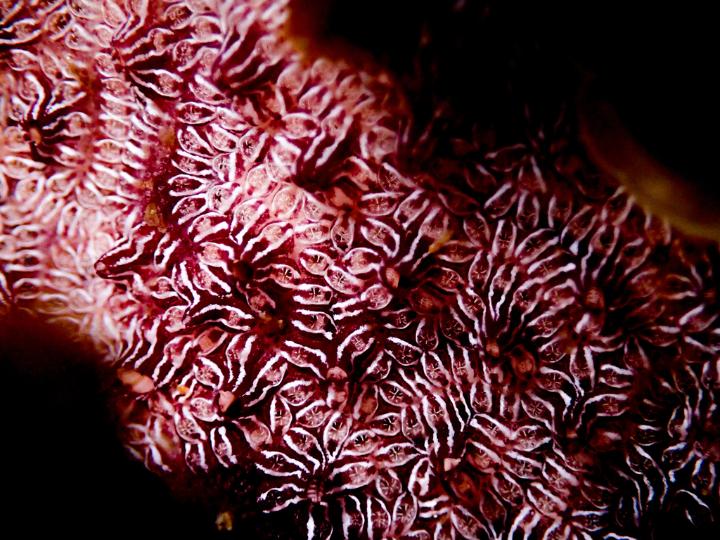 Botrylloides niger from Bateau Bay Beach, NSW, Australia on July 20 ...
