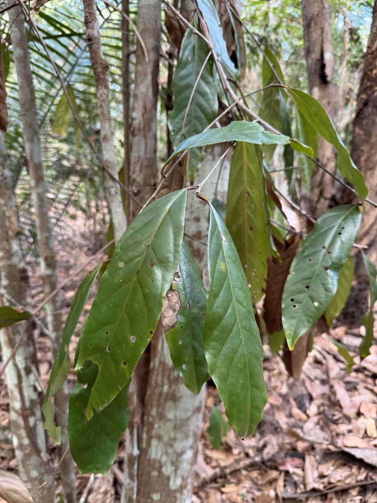 Aniba canelilla: plant details - WorldFloraDB