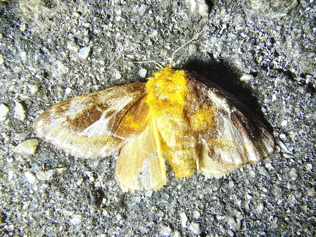 Miresa fulgida from Yichun, CN-JX, CN on July 21, 2024 at 08:29 PM by ...