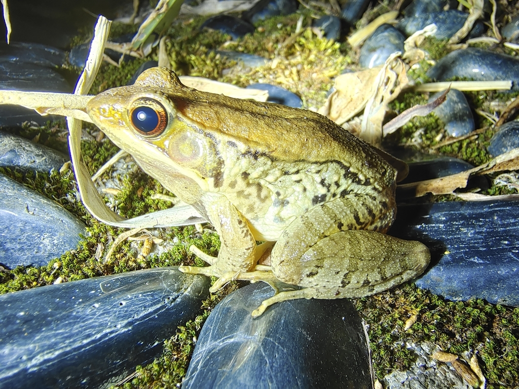 Olive Frog from Yichun, CN-JX, CN on July 21, 2024 at 07:53 PM by ...