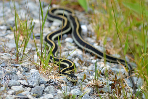 Puget Sound Garter Snake (Thamnophis sirtalis pickeringii) - Snakes and ...