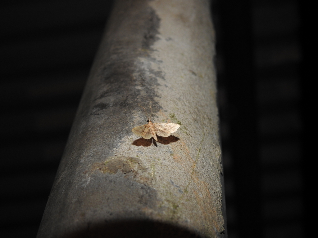 Butterflies and Moths from Sikkim, India on July 21, 2024 at 08:49 PM ...