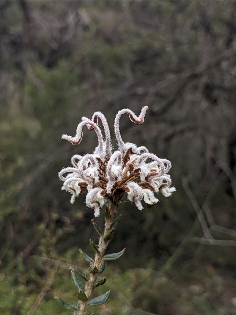 Grey Spider Flower from Ku-ring-gai Chase, Hornsby - North, AU-NS, AU ...