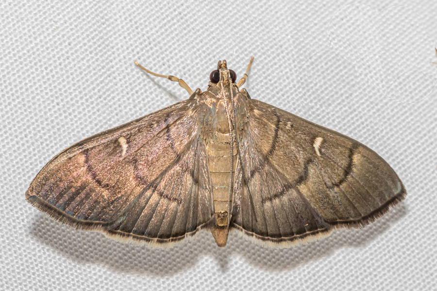 Pramadea lunalis from San Sai Noi, San Sai District, Chiang Mai 50210 ...