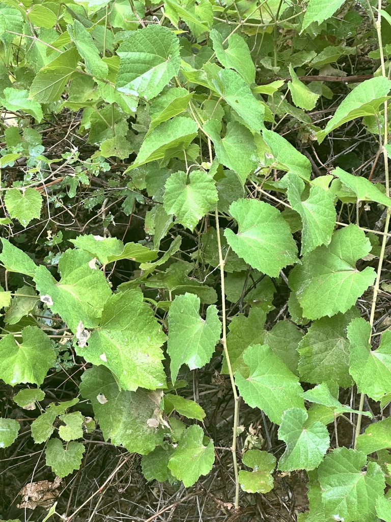 canyon wild grape from Zion National Park, Virgin, UT, US on July 20 ...