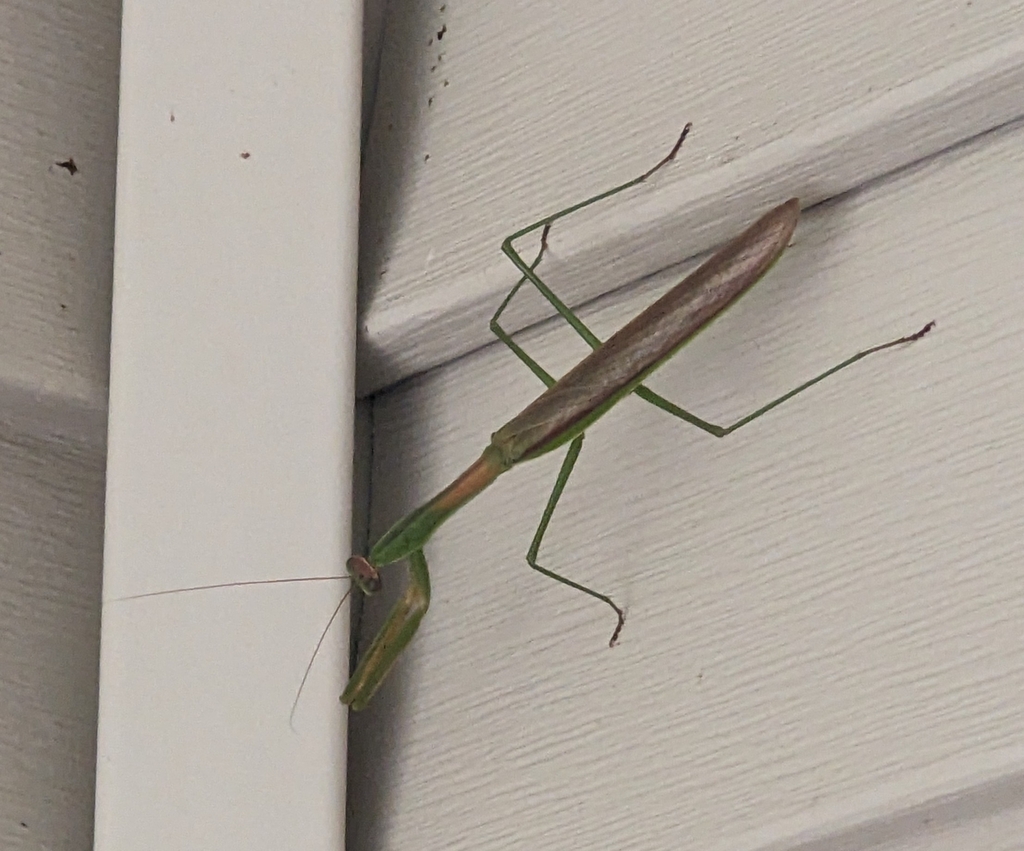 Chinese Mantis from Mountain Creek, Chattanooga, TN, USA on July 22 ...