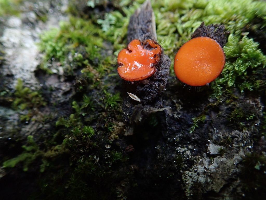 Eyelash cups from Randolph County, WV, USA on July 19, 2024 at 11:15 AM ...