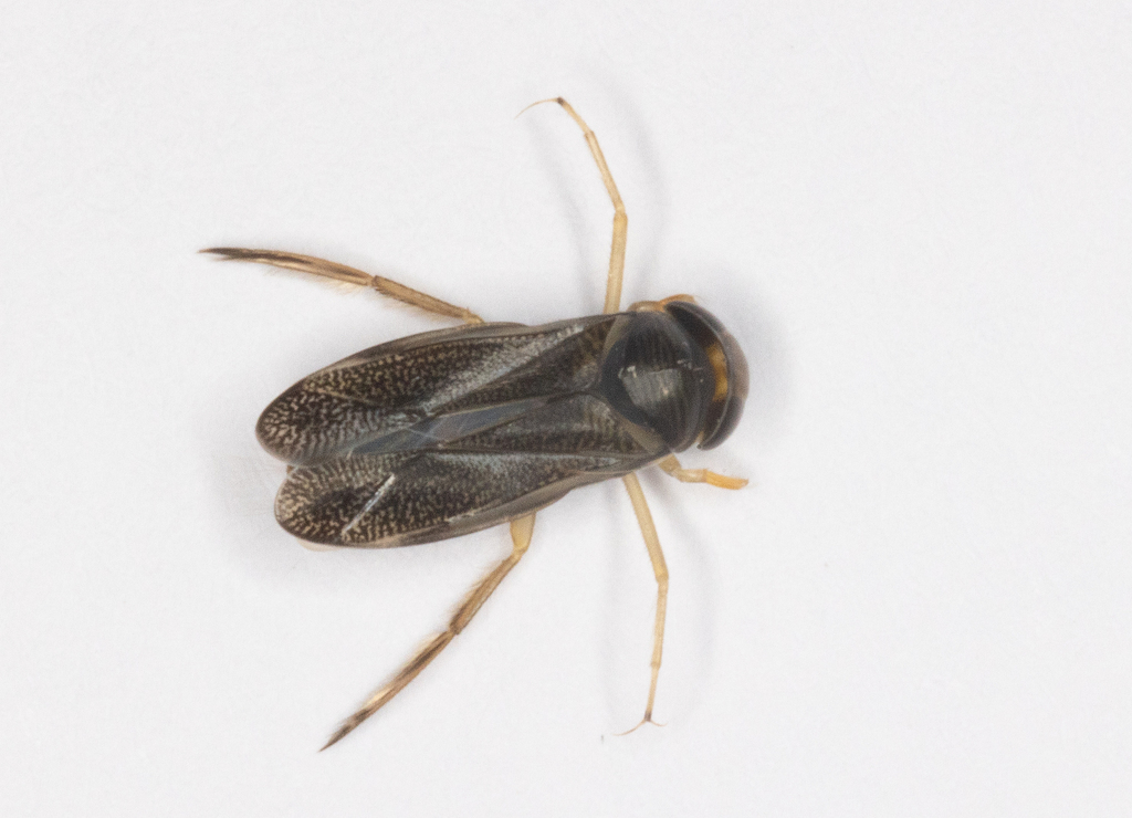 Sigara lateralis from Essex, UK on July 22, 2024 at 08:01 AM by Jon J ...