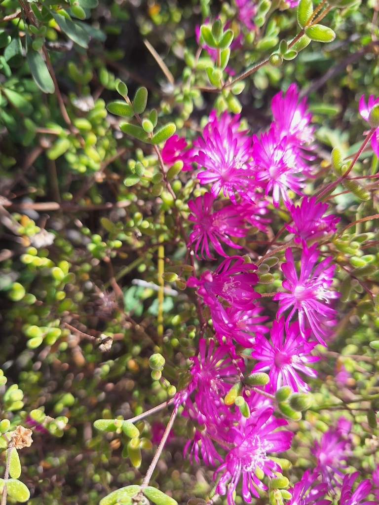 Drosanthemum duplessiae from Kannaland Local Municipality, South Africa ...