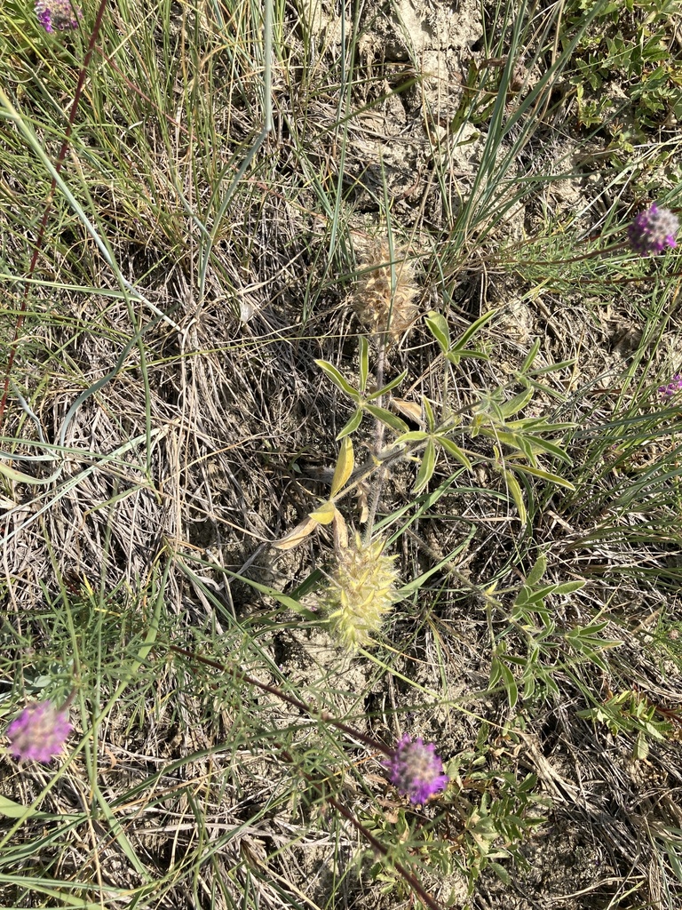 breadroot scurf pea from Rocky View, AB, Canada on July 17, 2024 at 11: ...