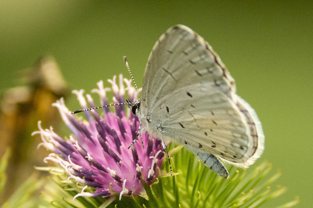 Summer Azure from Stigler Nature Conservancy on July 16, 2024 at 02:01 ...
