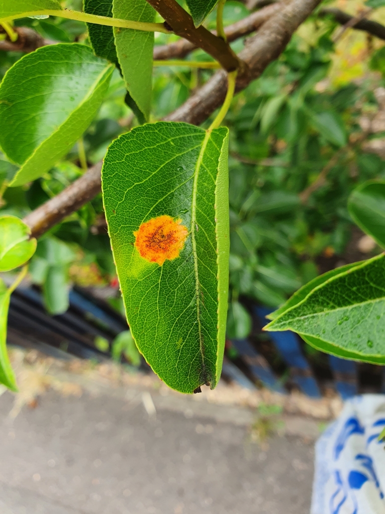 Pear Rust from Egham TW20, UK on July 22, 2024 at 11:23 AM by matilda ...
