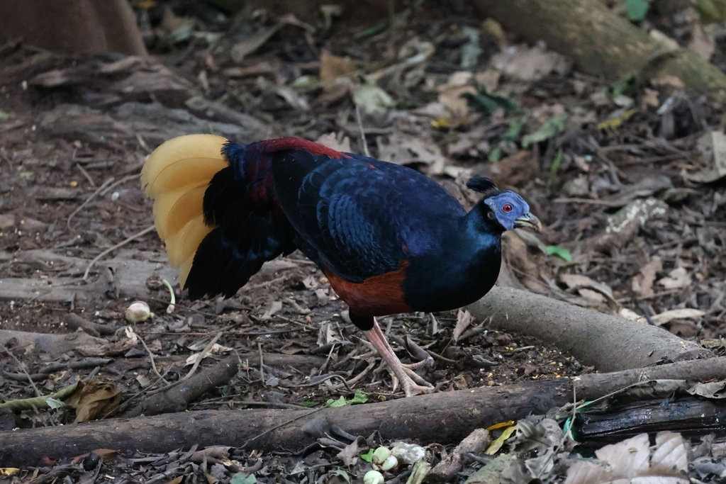 Bornean Crested Fireback in July 2024 by Gideon Lam. Male and Female ...