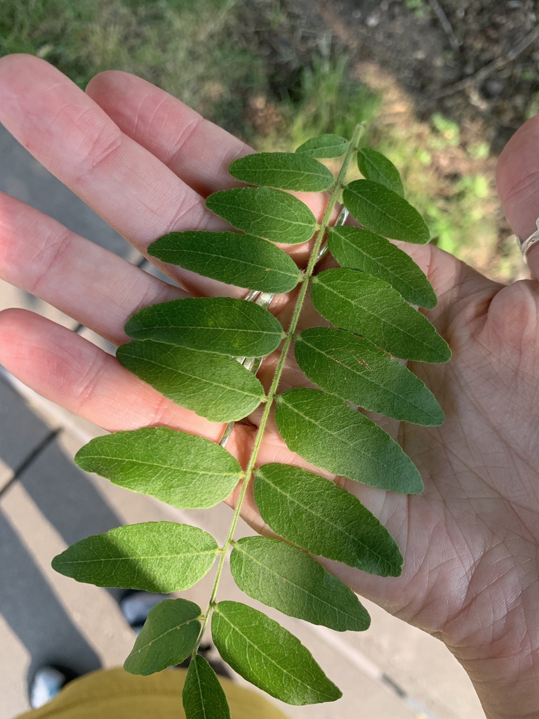 honey locust from MCAD, Minneapolis, MN, US on July 22, 2024 at 09:40 ...