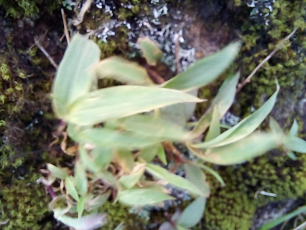 monocots from Rattota, Matale, Sri Lanka on July 20, 2024 at 03:56 PM ...