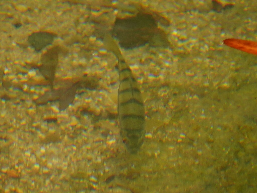 Acrossocheilus from 中国广东省惠州市龙门县 on July 21, 2024 at 12:35 PM by Yiyin ...