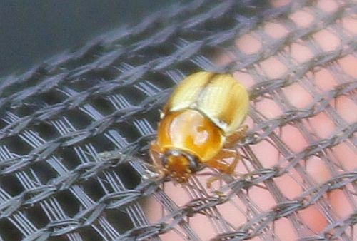 yellow pot beetle from Saltwells NNR, Dudley, UK on July 22, 2024 at 11 ...
