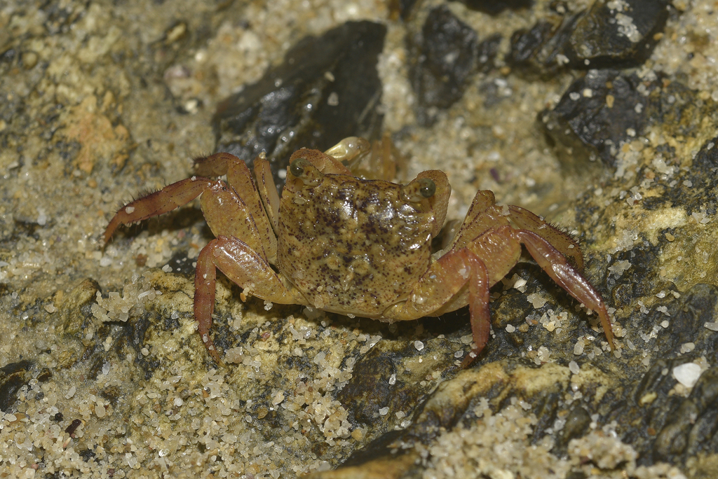 Parasesarma pictum from 中国广东省深圳市龙岗区 on July 19, 2024 at 12:52 AM by 龙栩川 ...