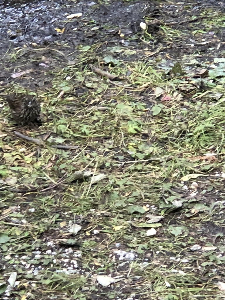 Chinese White-browed Rosefinch from 甘孜稻城亚丁景区, 甘孜藏族自治州, 四川省, CN on ...