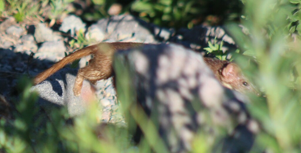 Long-tailed Weasel from Pierce County, WA, USA on July 16, 2024 at 06: ...