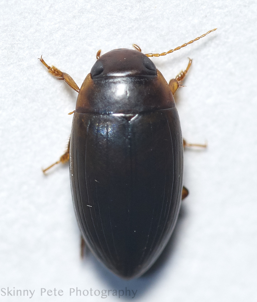 Copelatus from Home on July 22, 2024 at 02:17 AM by Peter May · iNaturalist