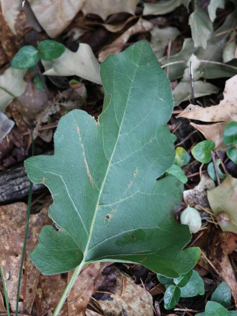 Kidney-leaf Rosinweed from Columbus, GA 31909, USA on June 28, 2024 at 08:03 AM by Jonathan ...