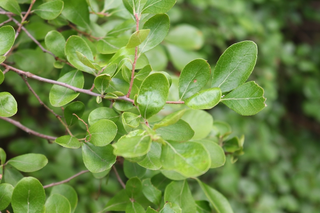 sparkleberry from Columbus, GA 31909, USA on June 28, 2024 at 08:06 AM by Jonathan Gilmer ...