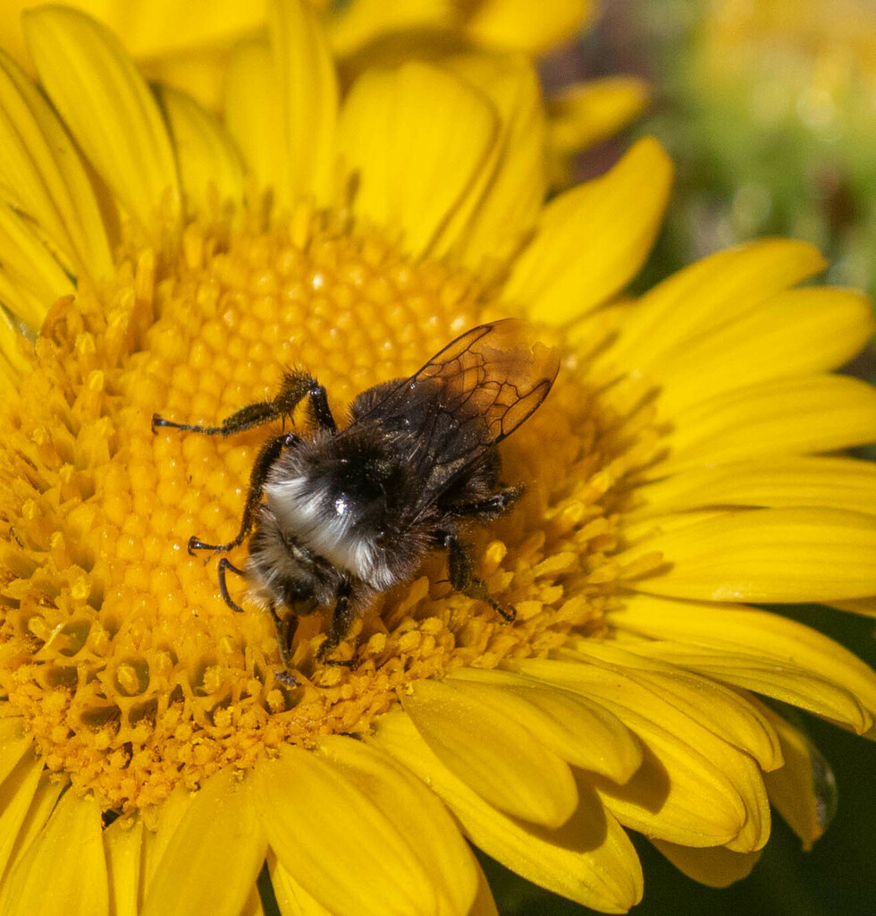 Bumble Bees from Tomales Point, Marin County, CA, USA on July 19, 2024 ...
