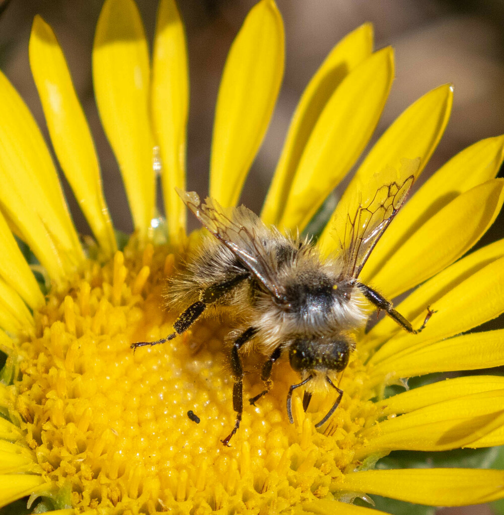Bumble Bees from Tomales Point, Marin County, CA, USA on July 19, 2024 ...