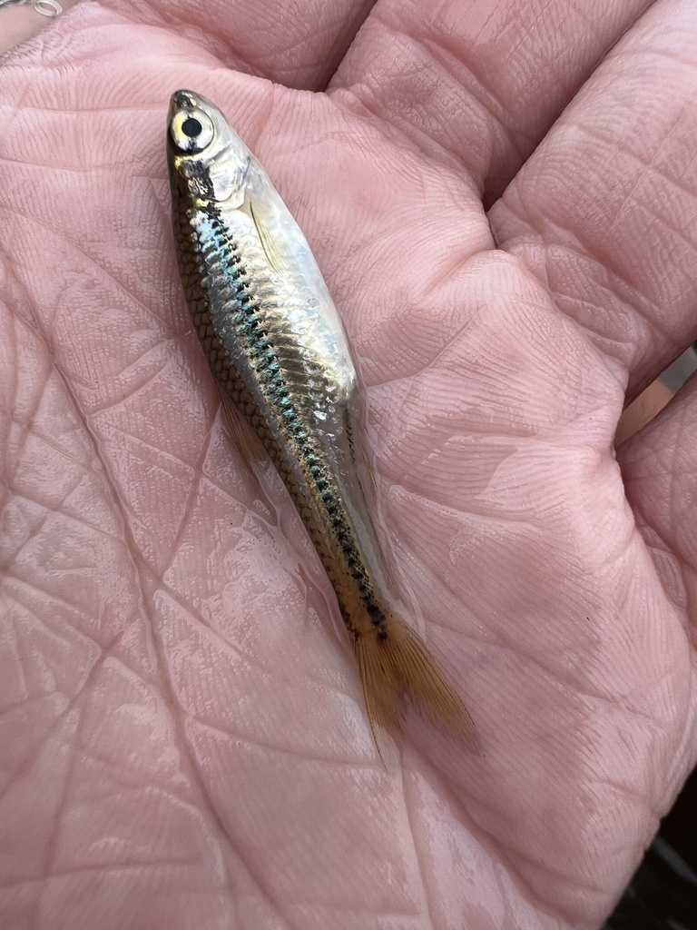 Bridle Shiner in July 2024 by human_landfill. Chin lacks black/ has ...