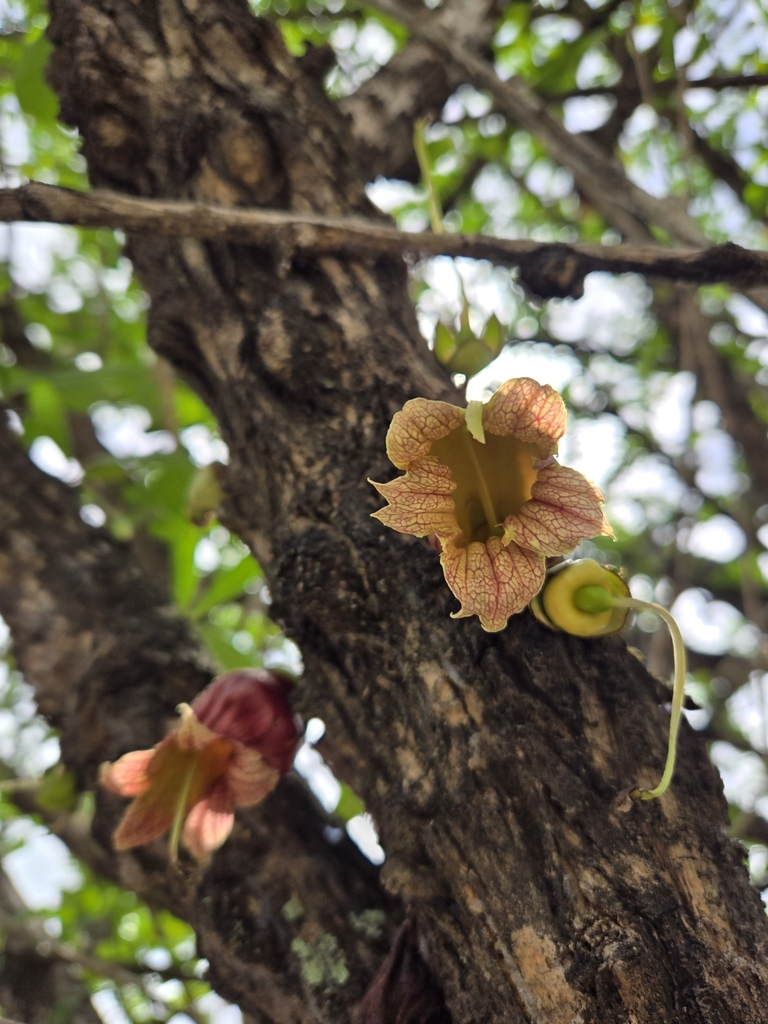 Winged Calabash from Culebra, 00775, Puerto Rico on July 21, 2024 at 10 ...