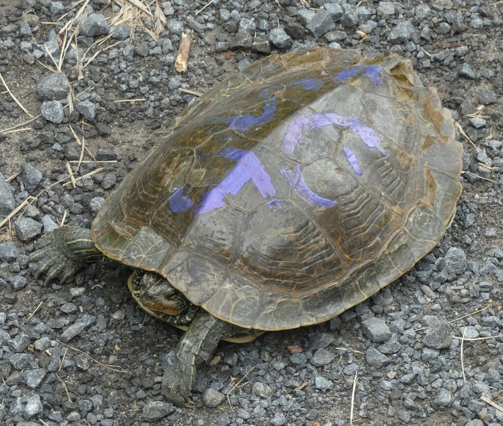 Northern Map Turtle in July 2024 by Bruce Ripley. Road rescue. Found on ...
